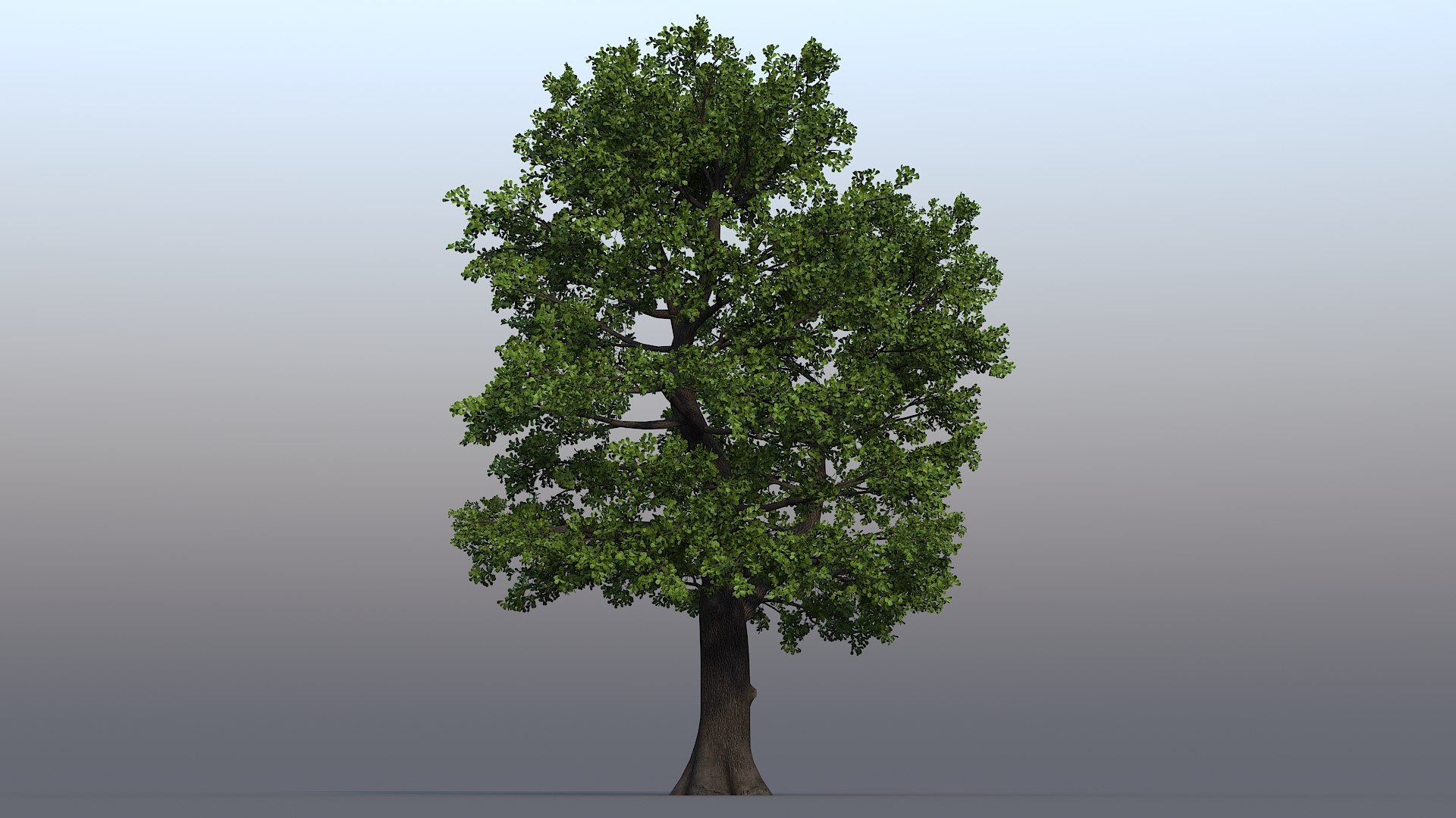 3D Oak Tree 02 Model - TurboSquid 1624105