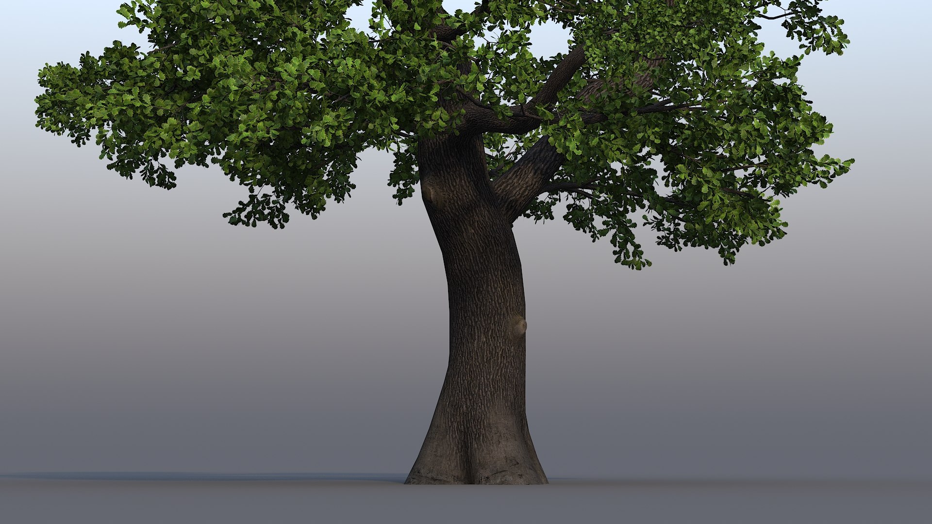 3D Oak Tree 02 Model - TurboSquid 1624105