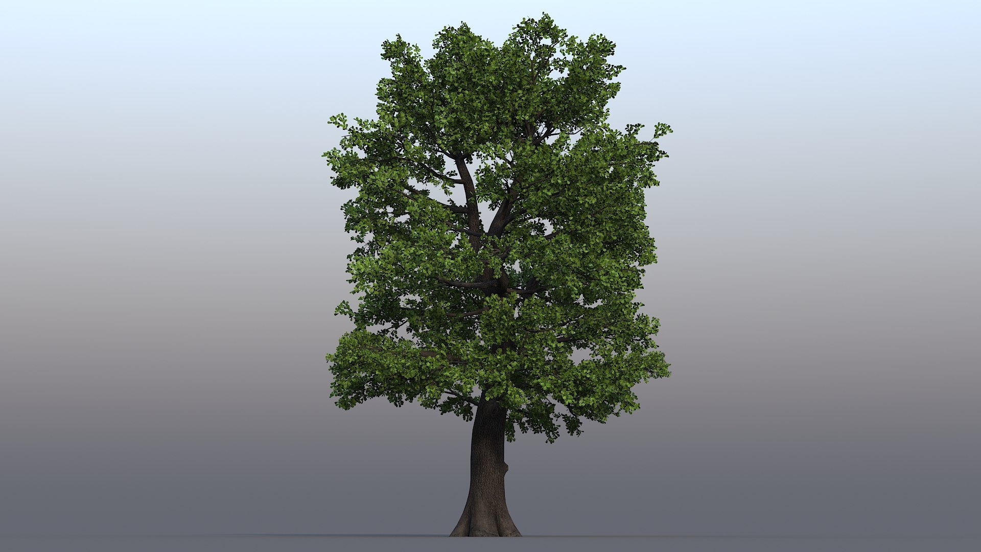 3D Oak Tree 02 Model - TurboSquid 1624105