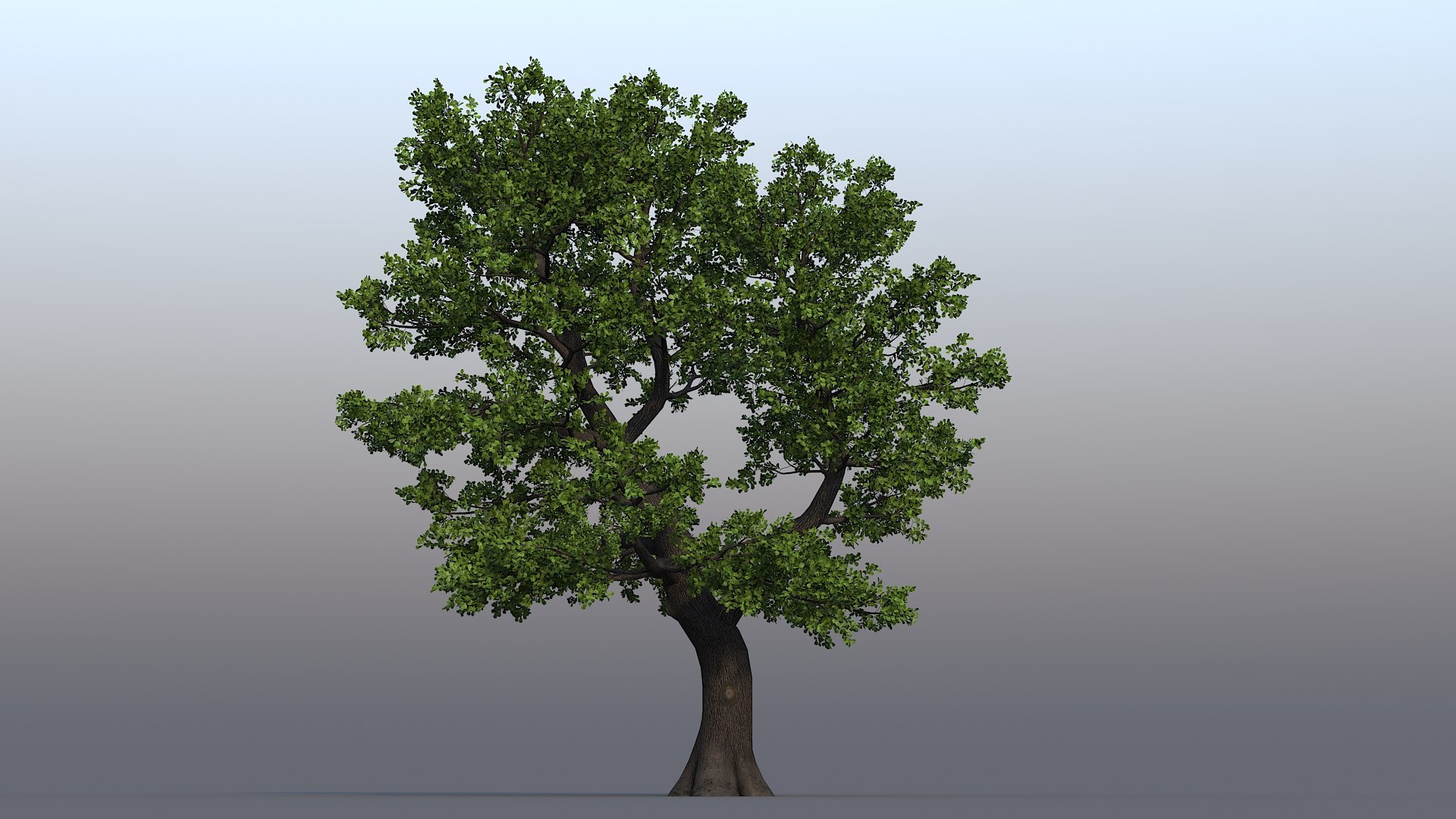 3D Oak Tree 02 Model - TurboSquid 1624105