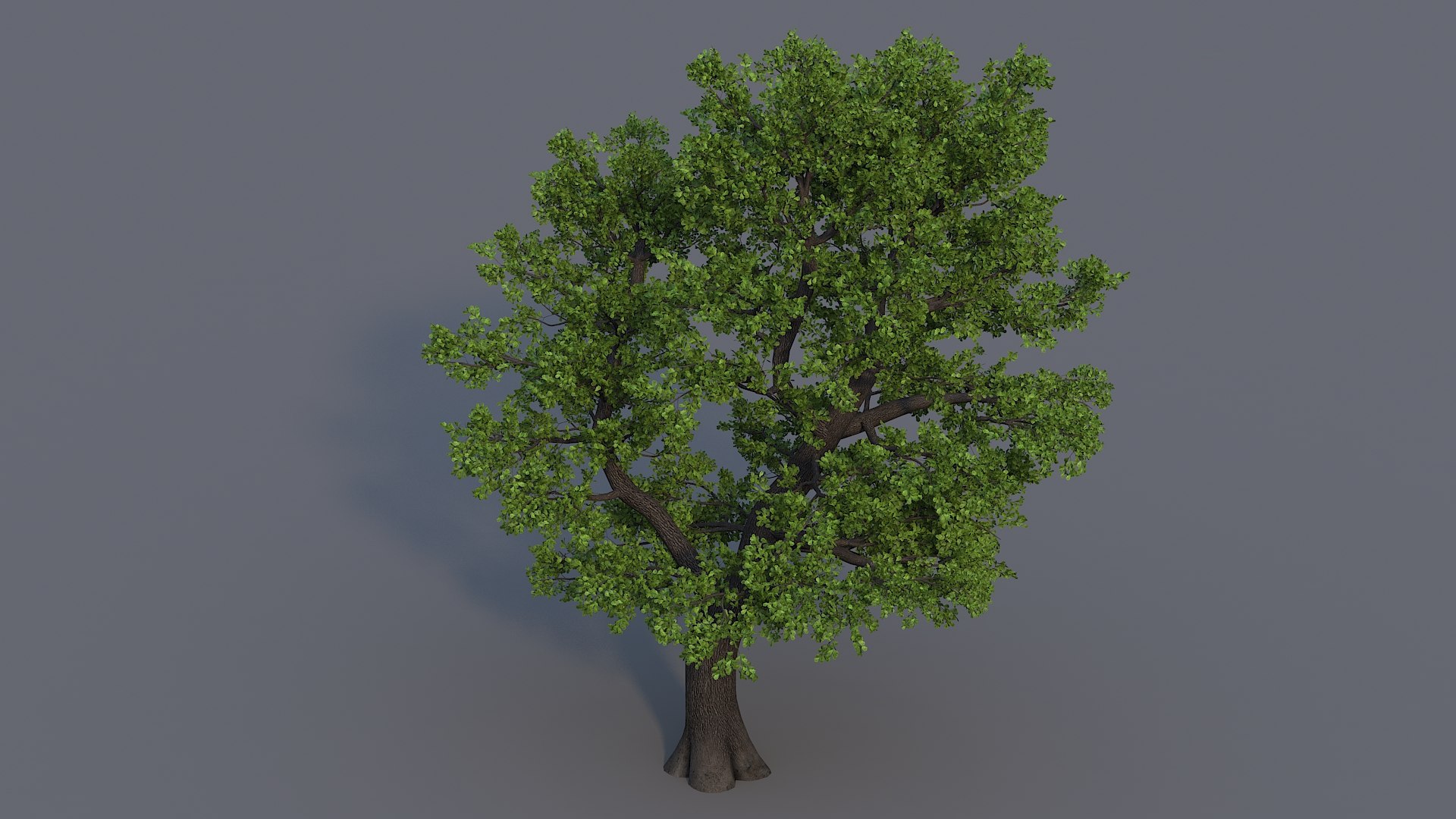 3D Oak Tree 02 Model - TurboSquid 1624105