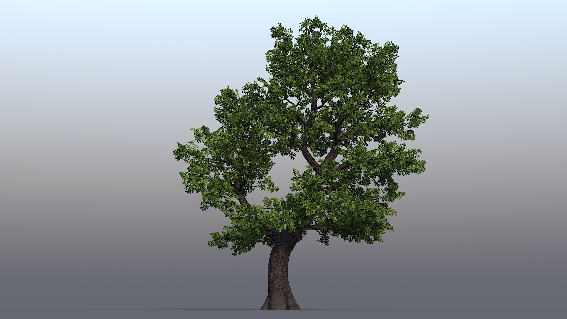 3D Oak Tree 02 Model - TurboSquid 1624105