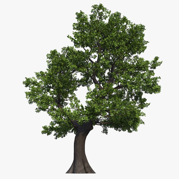 3D dead oak tree model - TurboSquid 1625246