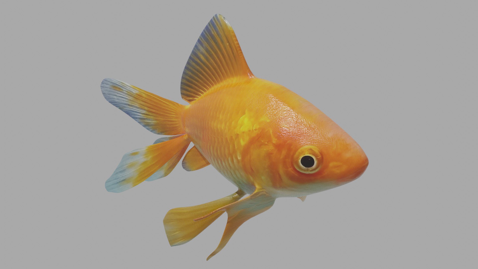 Goldfish 3D Model - TurboSquid 2069864