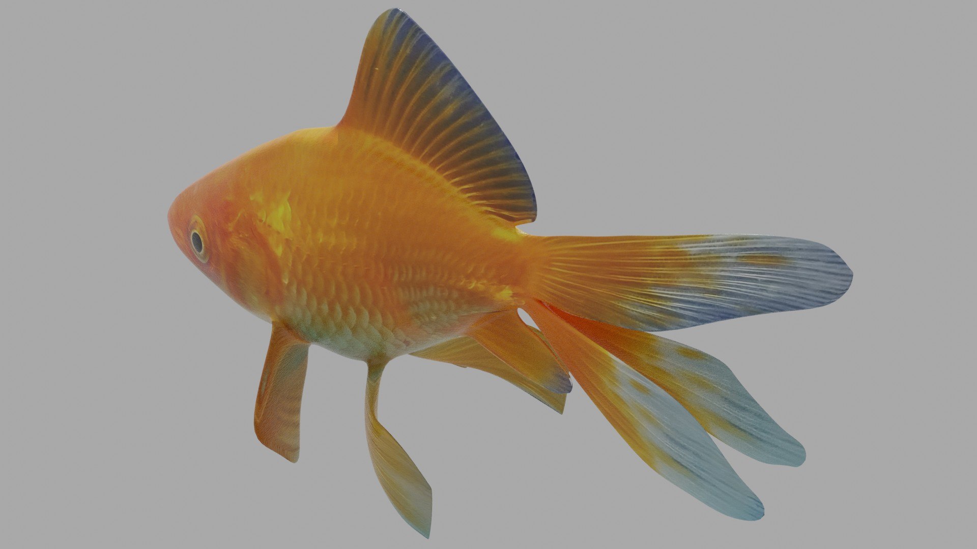 Goldfish 3D Model - TurboSquid 2069864