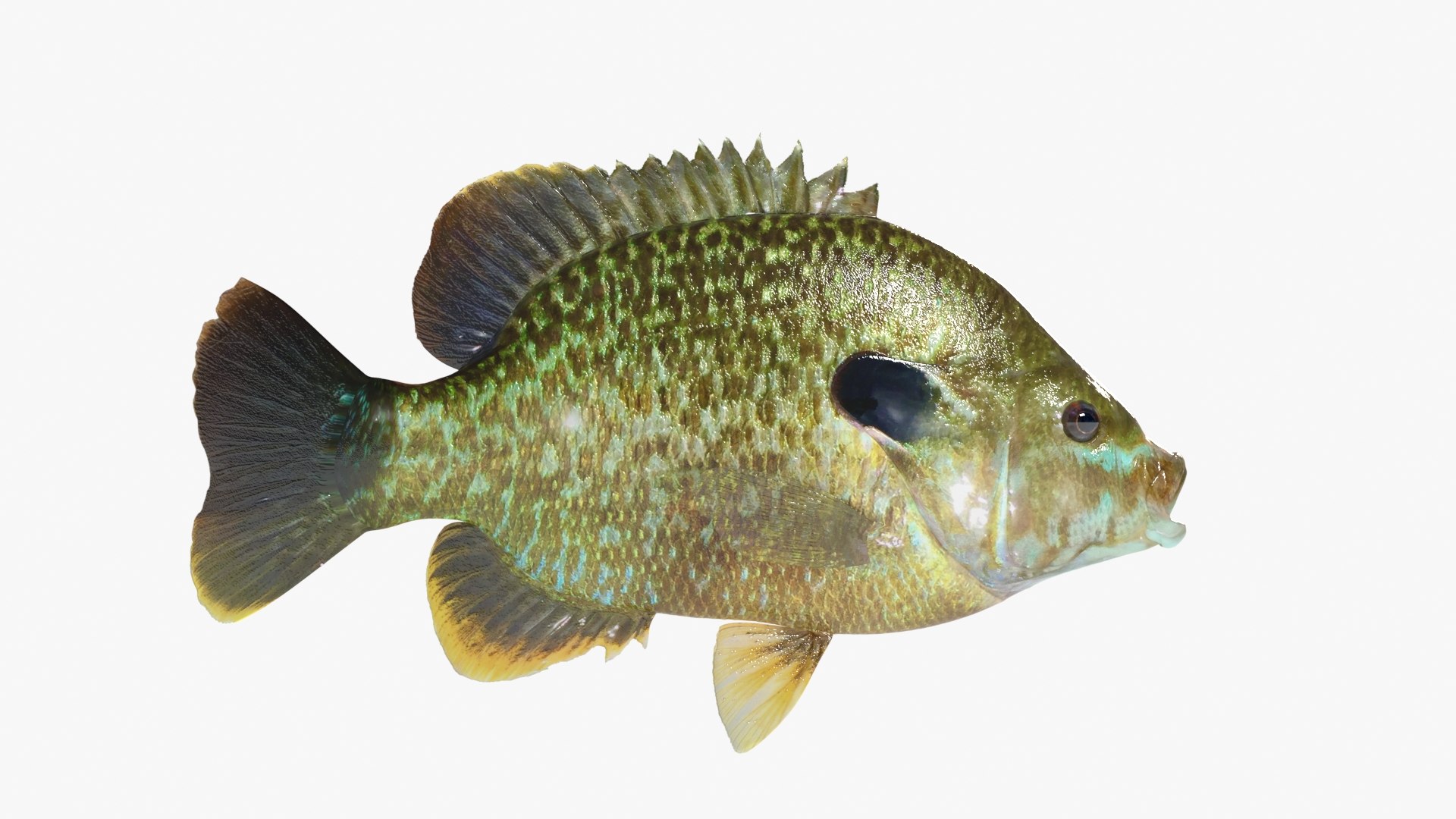 Green Sunfish 3D Model - TurboSquid 2074614