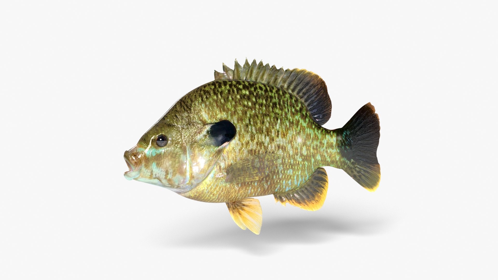 Green Sunfish 3D Model - TurboSquid 2074614
