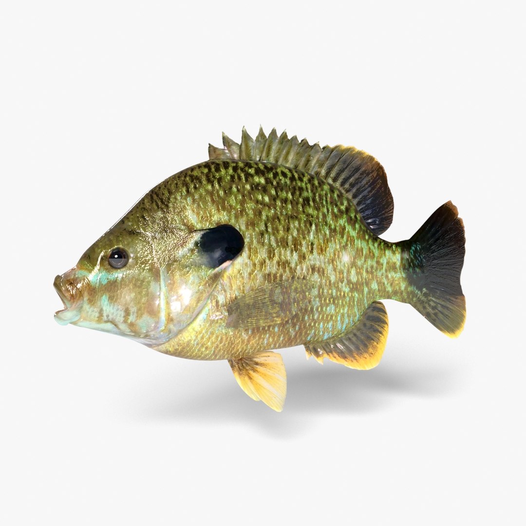 Green Sunfish 3D model - TurboSquid 2074614