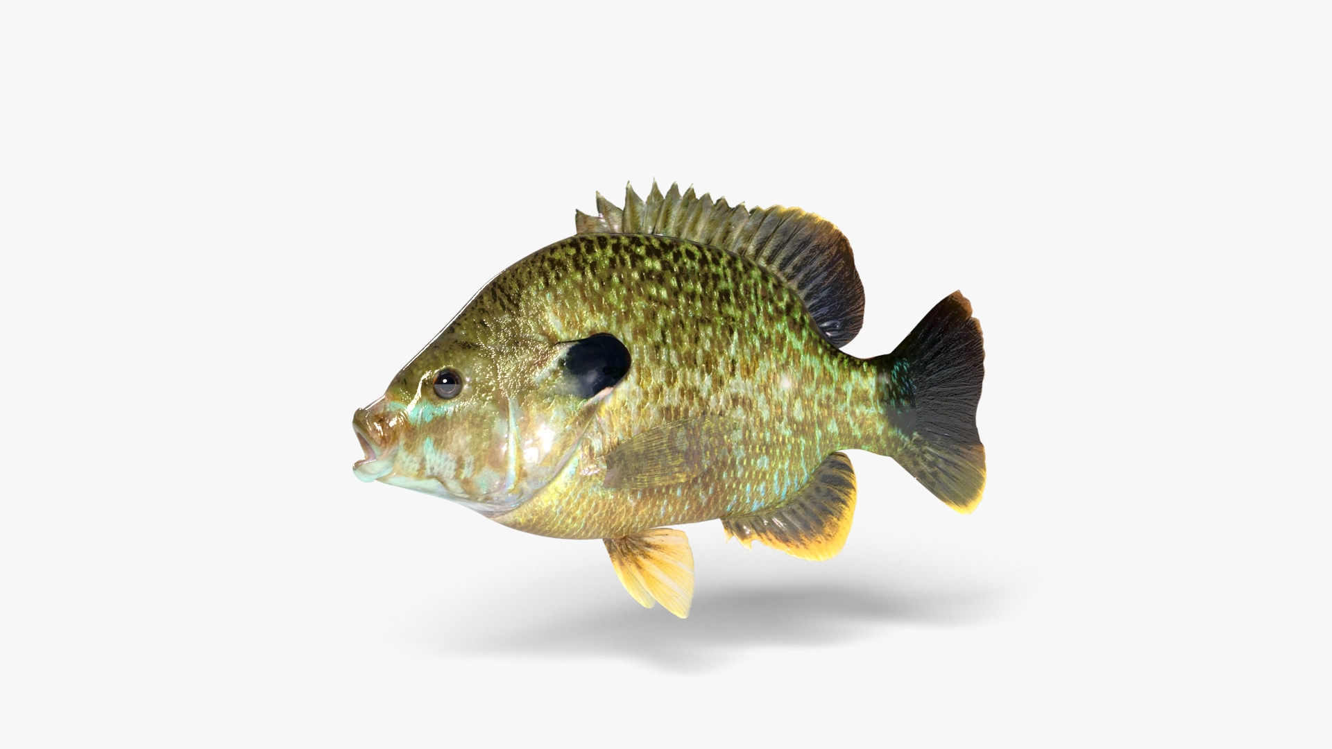 Green Sunfish 3D Model - TurboSquid 2074614