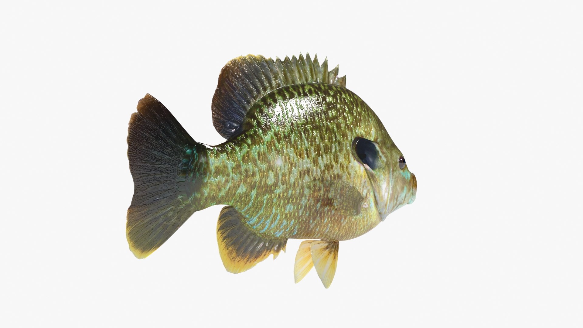 Green Sunfish 3D Model - TurboSquid 2074614