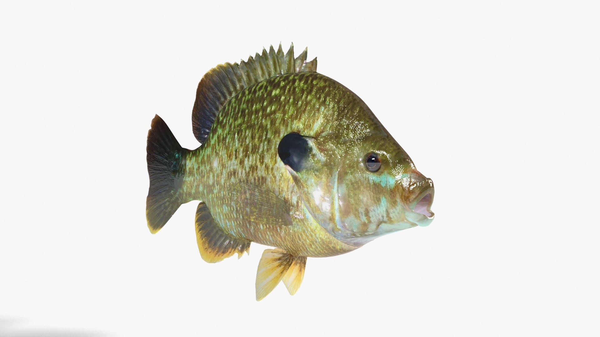 Green Sunfish 3D Model - TurboSquid 2074614