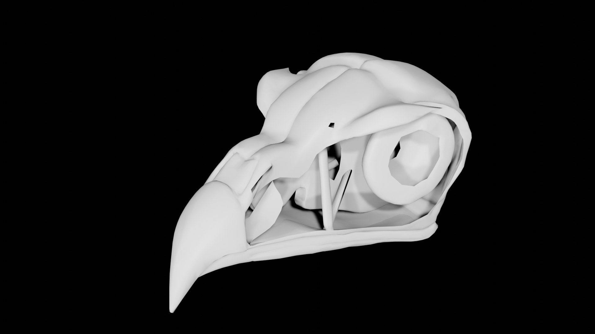 3D Bird Skull Model - TurboSquid 1826457
