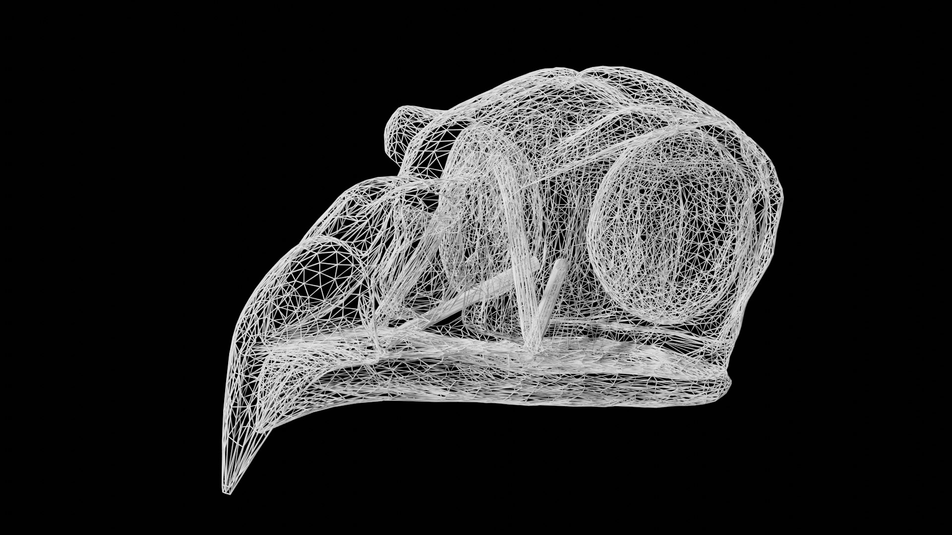 3D Bird Skull Model - TurboSquid 1826457