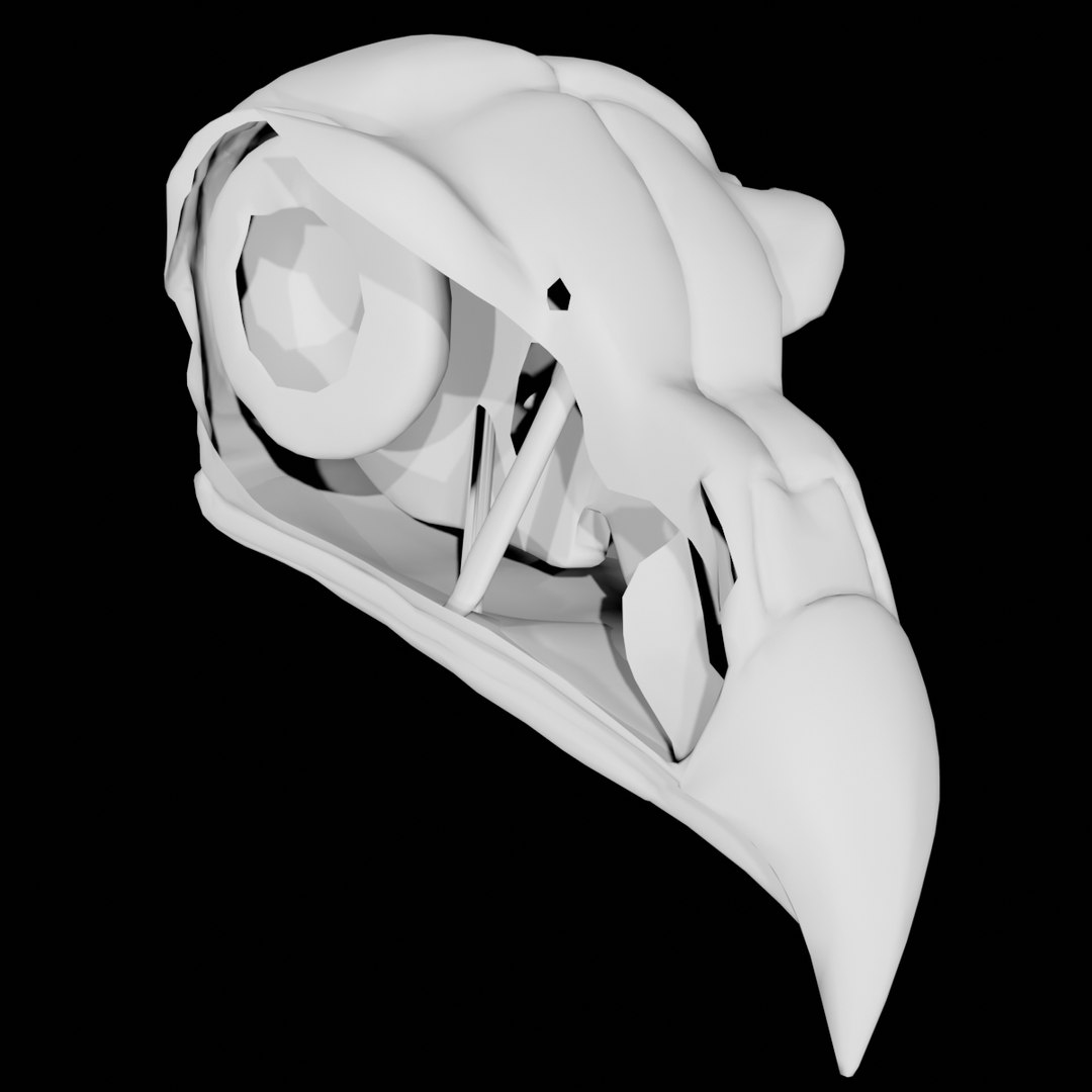 3D Bird Skull Model - TurboSquid 1826457