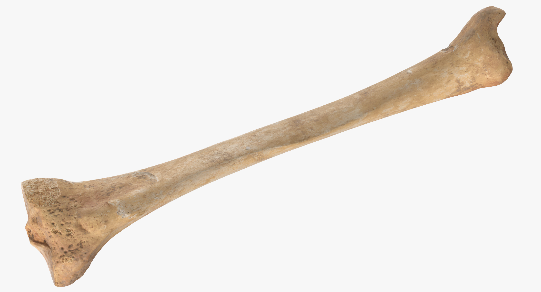 modèle 3D de Pose du vrai squelette féminin humain 81 (1) - TurboSquid ...