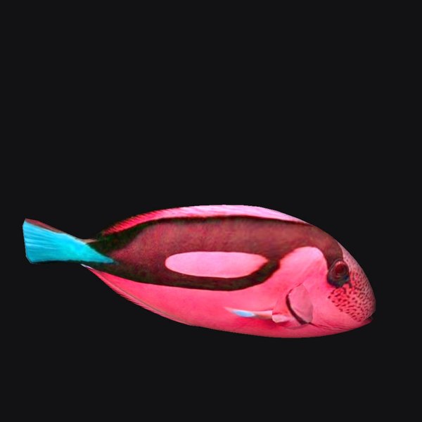 Paracanthurus epatus red 3D model - TurboSquid 1244973