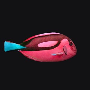 3D powder red tang - TurboSquid 1244940