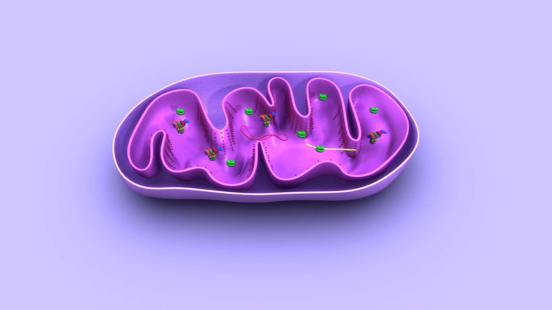 Mitochondria 3D Model - TurboSquid 2184672
