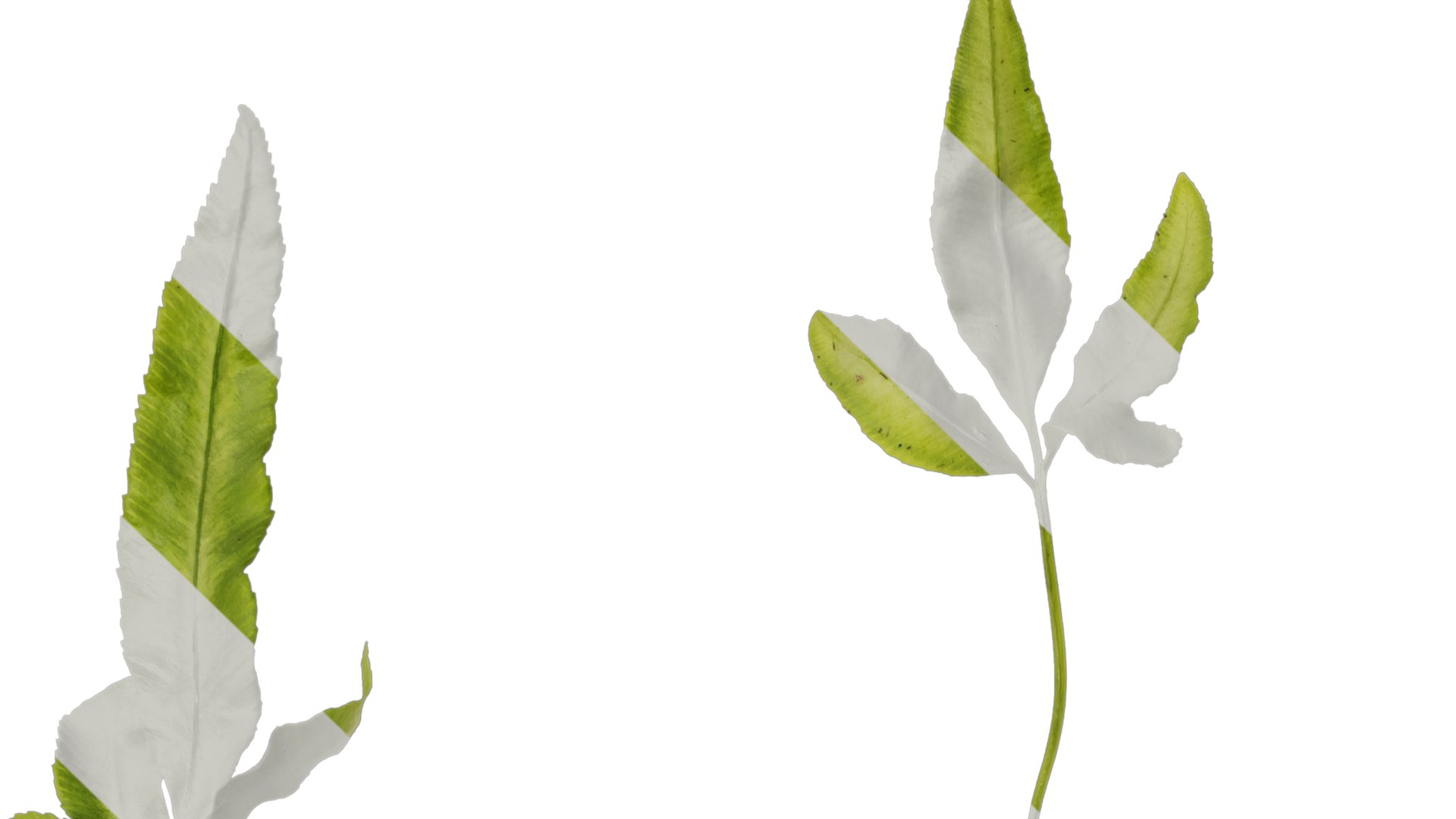 3D Anydrafts Pteris Cretica Albo Fern Leaf 02 Textures - TurboSquid 2351106