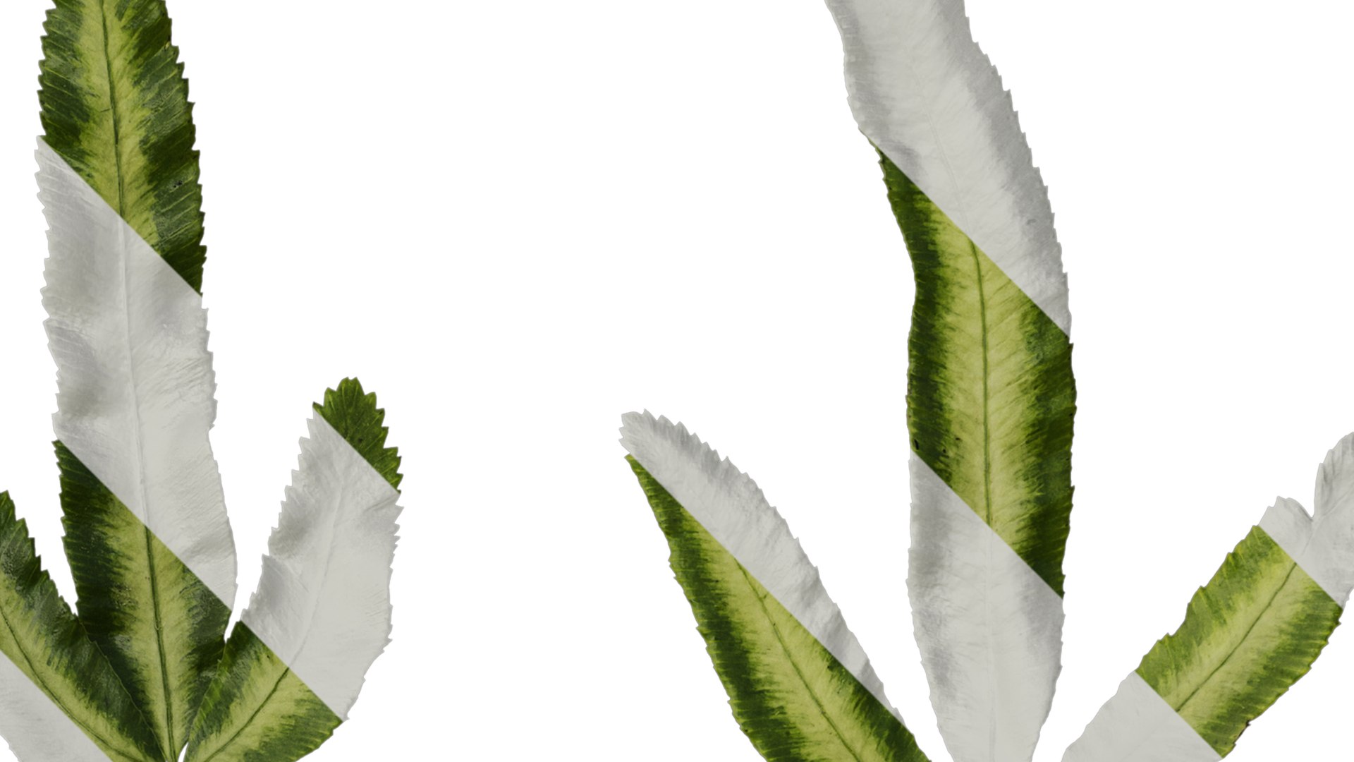 3D Anydrafts Pteris Cretica Albo Fern Leaf 02 Textures - TurboSquid 2351106