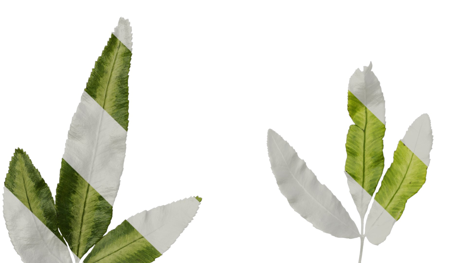 3D Anydrafts Pteris Cretica Albo Fern Leaf 02 Textures - TurboSquid 2351106