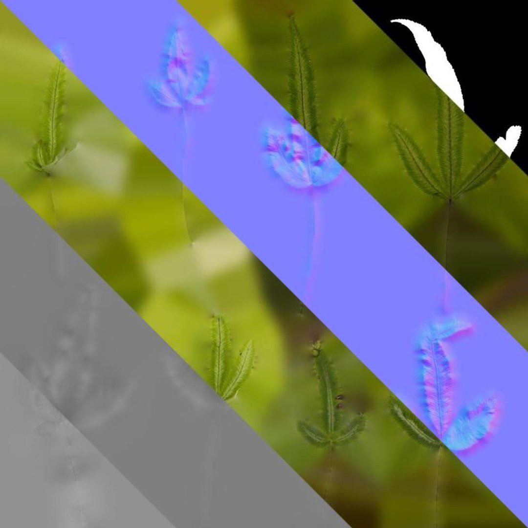 3D Anydrafts Pteris Cretica Albo Fern Leaf 02 Textures - TurboSquid 2351106