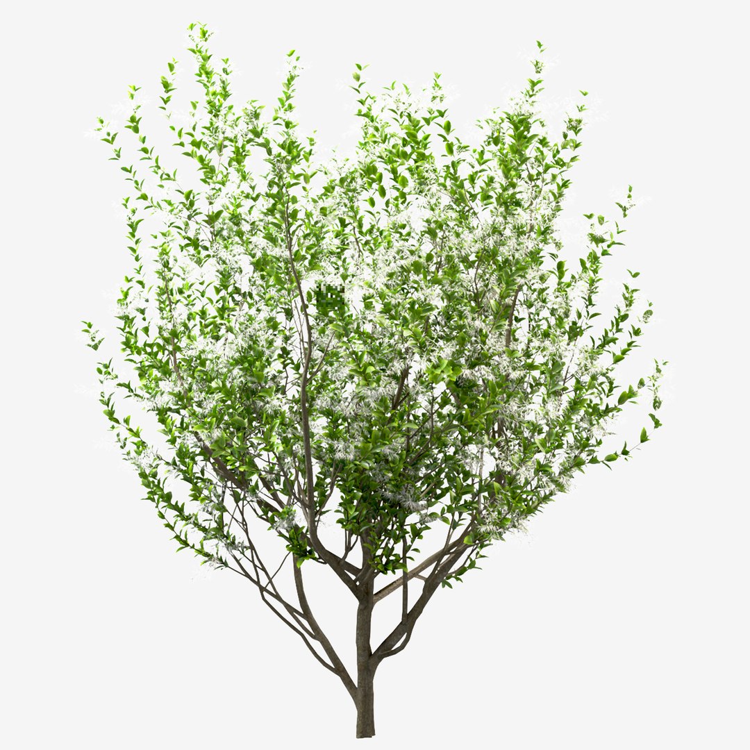 Set Of American Fringe Or Chionanthus Virginicus Tree - 2 Trees 3D ...