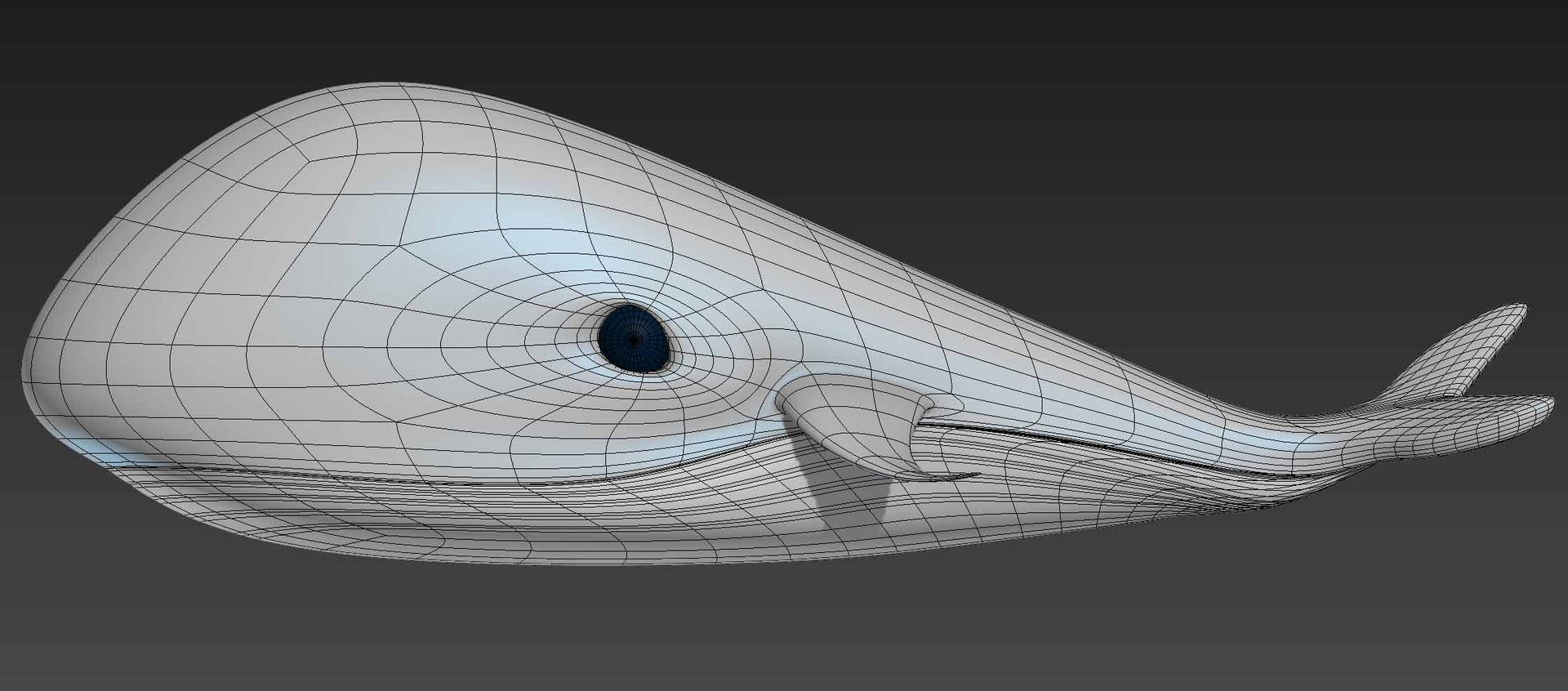 Whale 3d Model