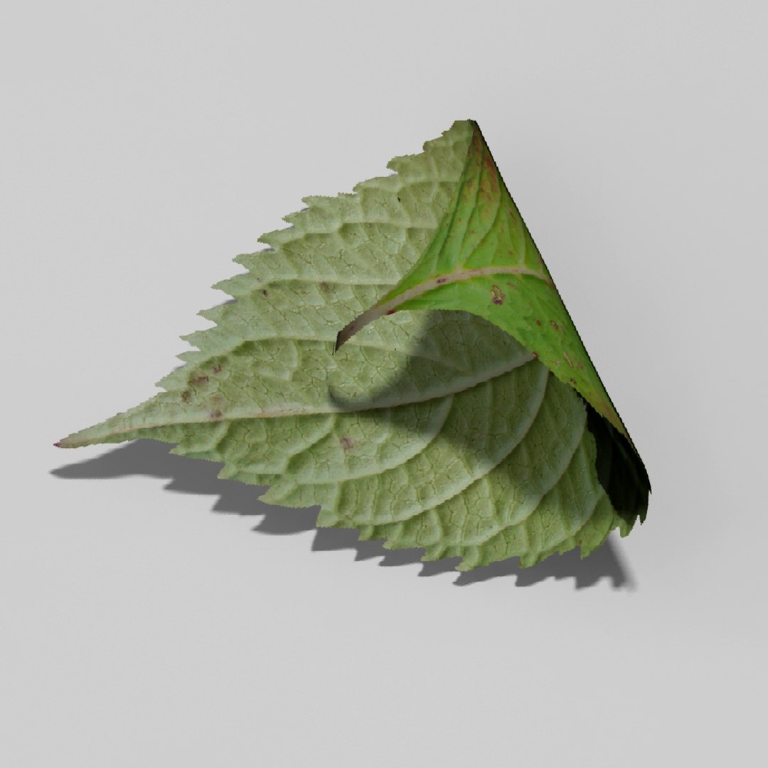 3d Outer Bush Leaf Model