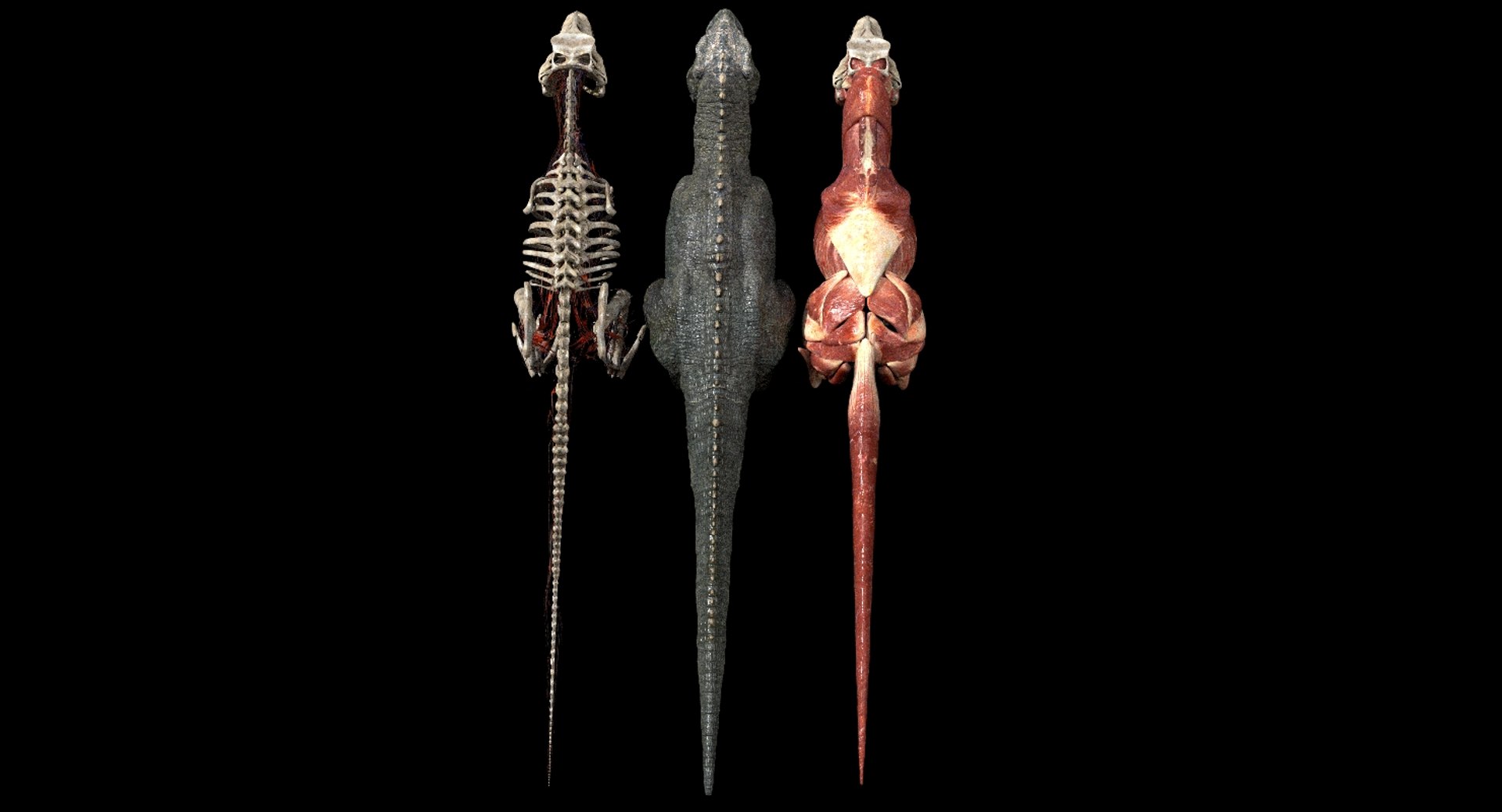 Giganoto giganotosaurus saurus 3D model - TurboSquid 1386298