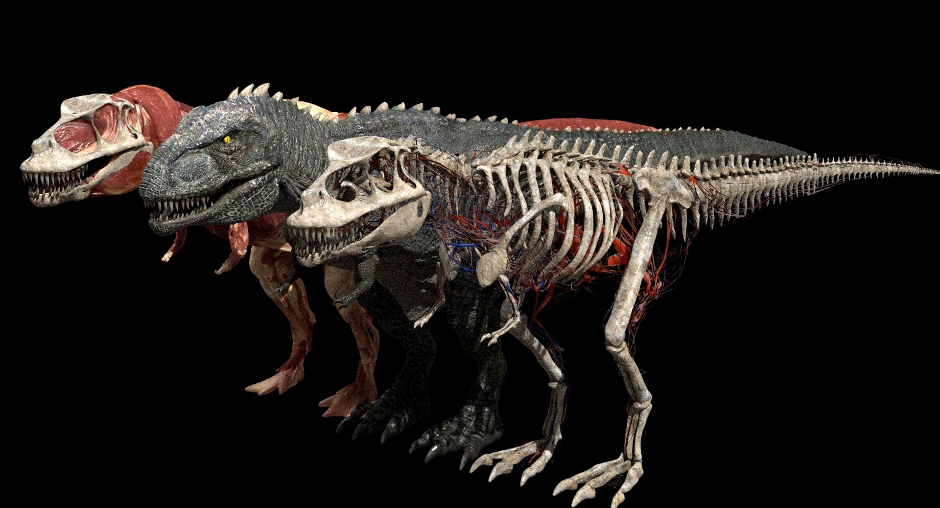 Giganoto Giganotosaurus Saurus 3D Model - TurboSquid 1386298