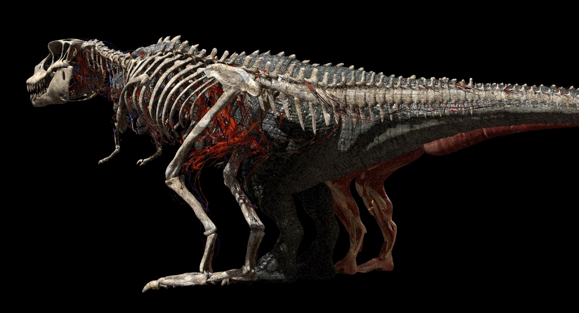 Giganoto giganotosaurus saurus 3D model - TurboSquid 1386298