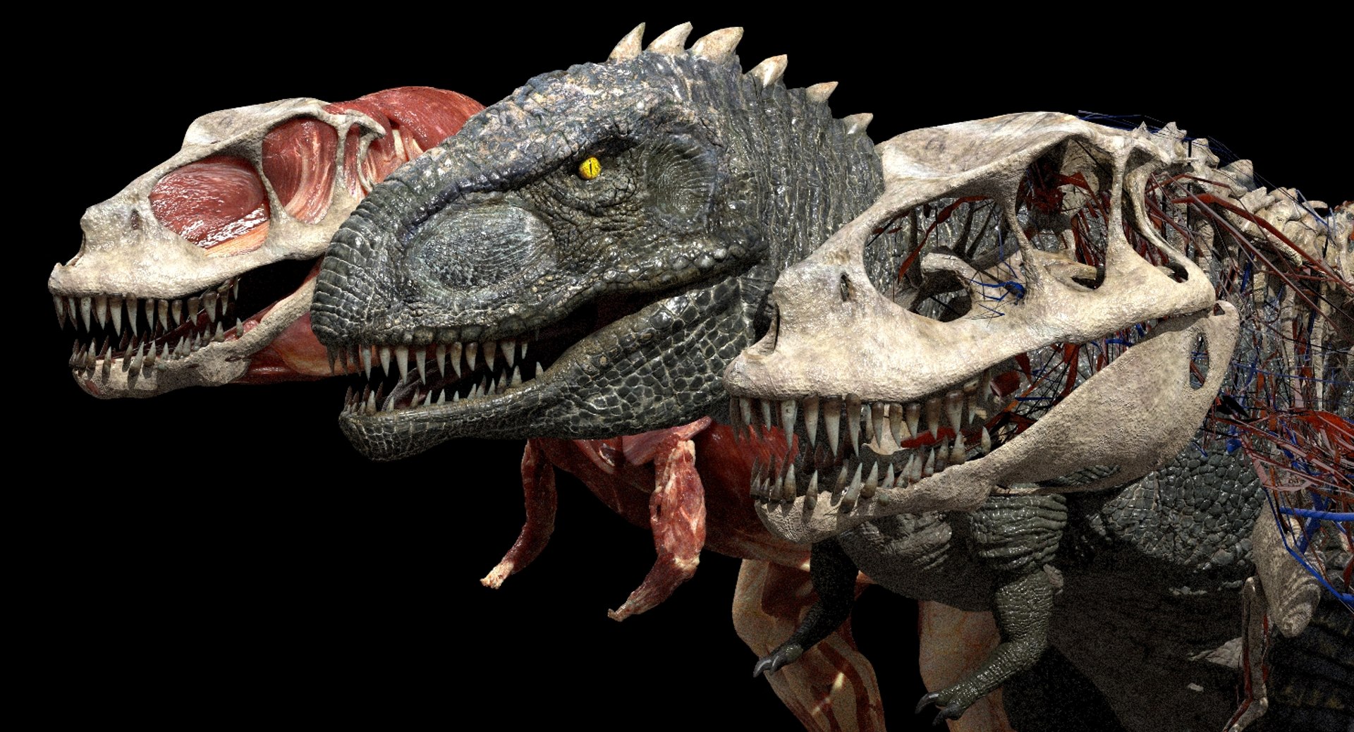 Giganoto Giganotosaurus Saurus 3D Model - TurboSquid 1386298