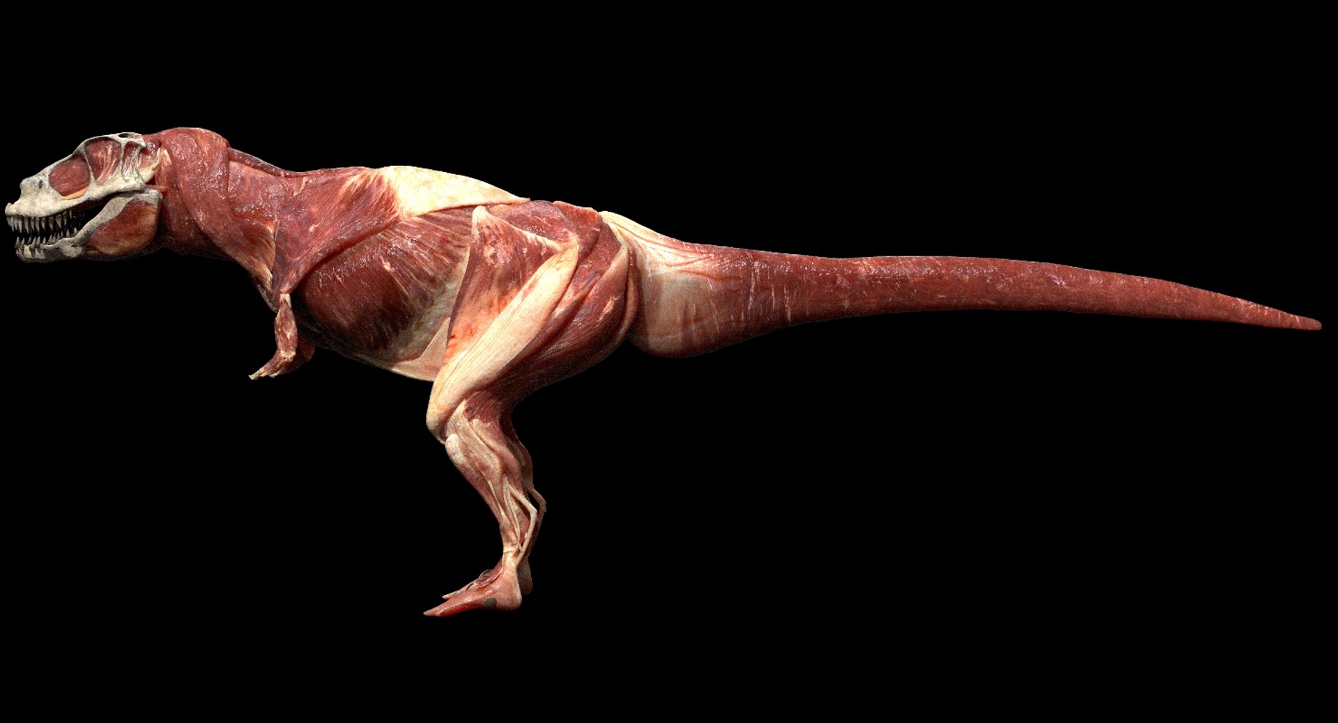 Giganoto Giganotosaurus Saurus 3D Model - TurboSquid 1386298