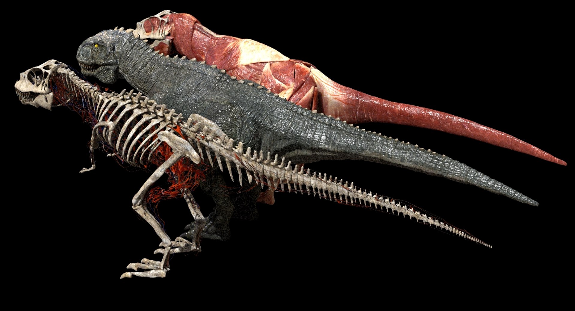 Giganoto giganotosaurus saurus 3D model - TurboSquid 1386298