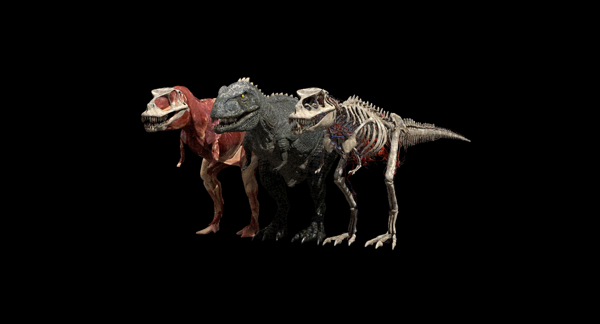 Giganoto Giganotosaurus Saurus 3D Model - TurboSquid 1386298