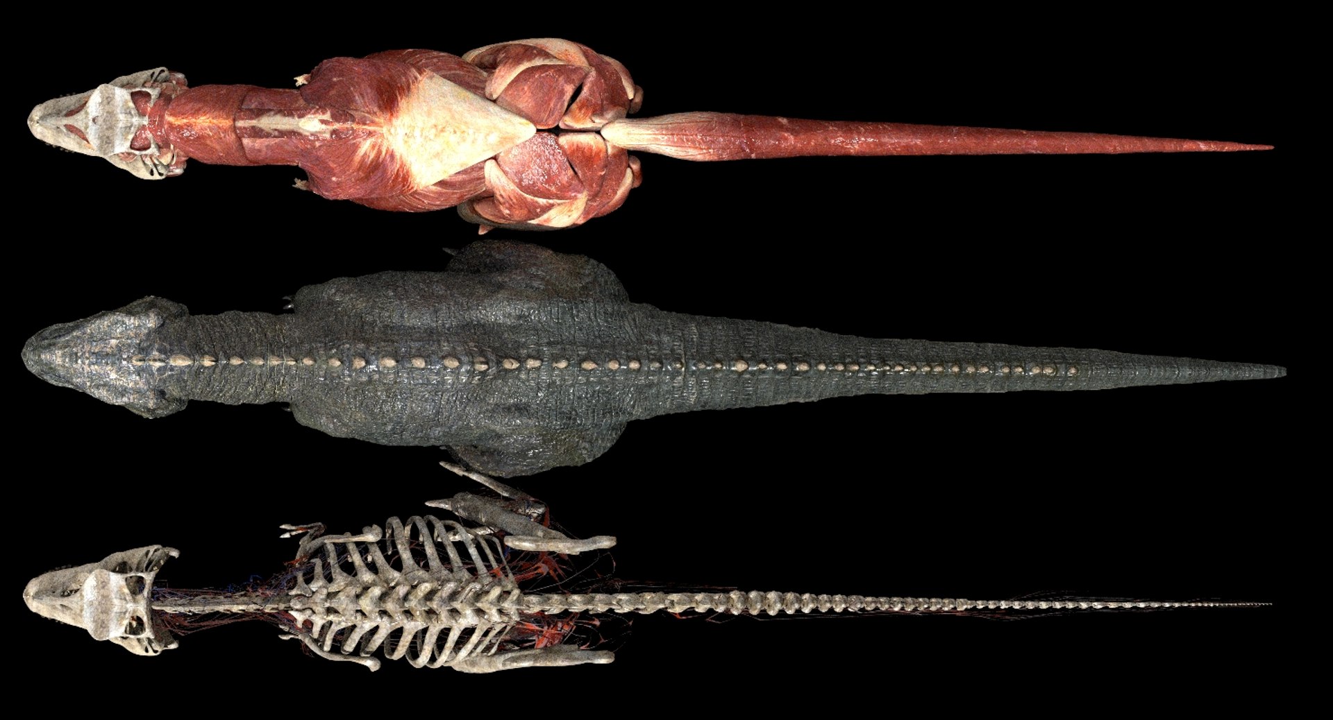 Giganoto Giganotosaurus Saurus 3D Model - TurboSquid 1386298