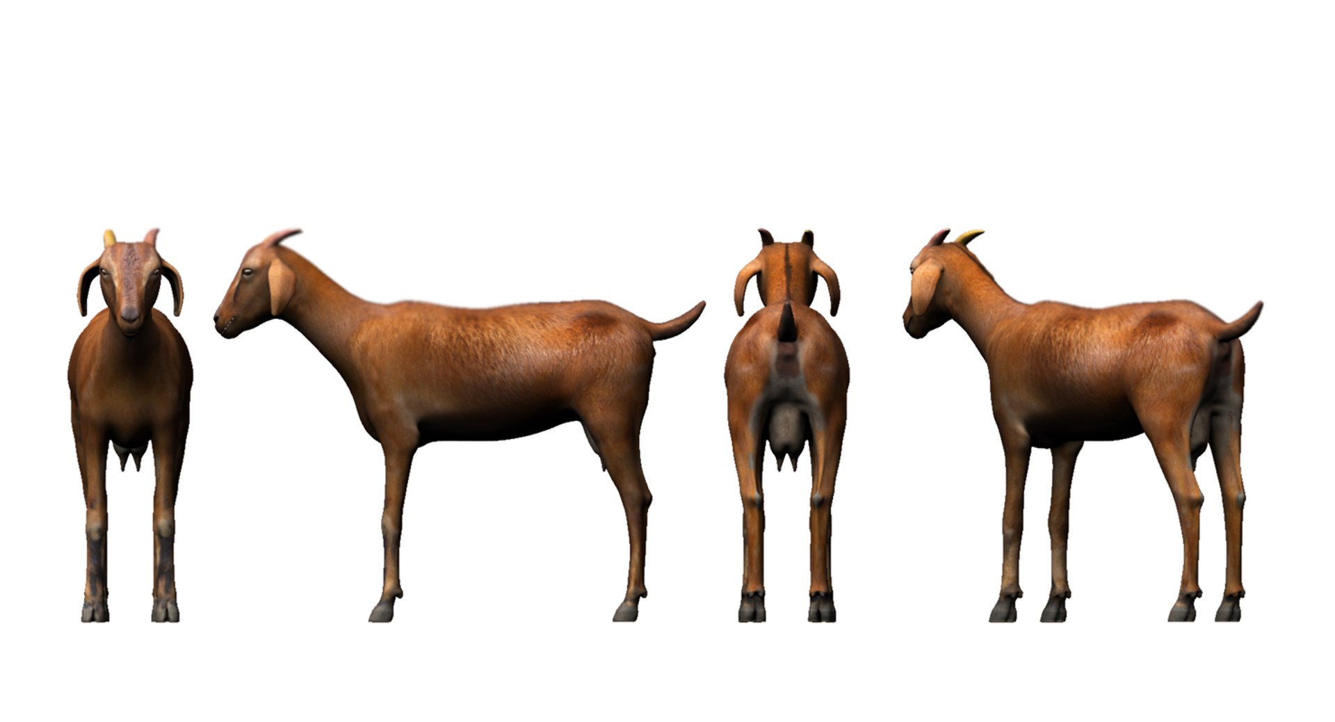 Goat 3D - TurboSquid 1477196