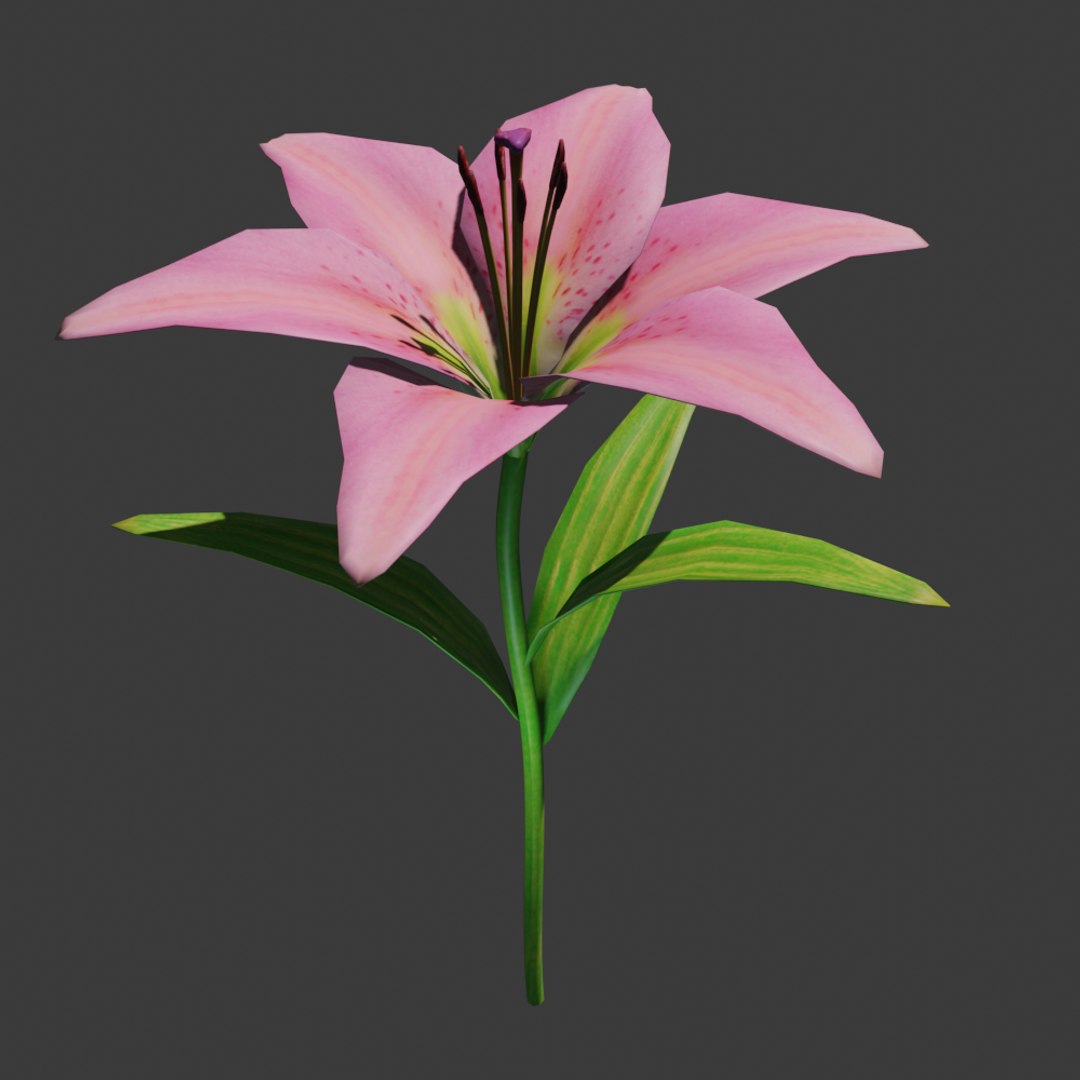Lily Flower Model - TurboSquid 1594907