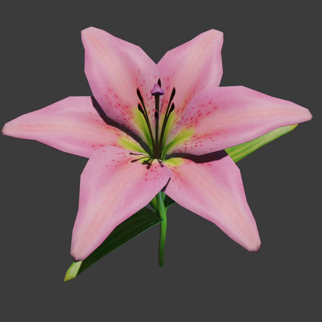 Lily Flower Model - TurboSquid 1594907