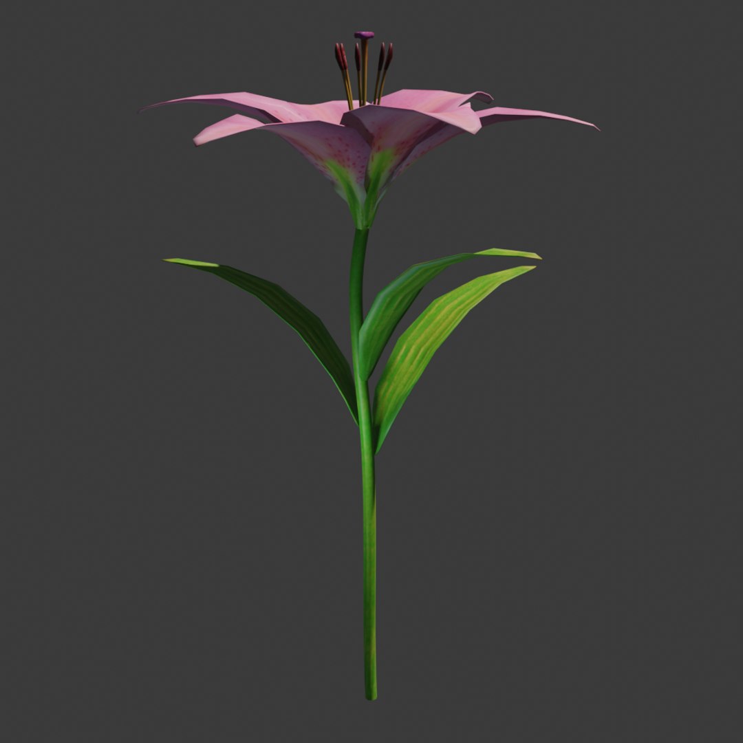 Lily Flower Model - TurboSquid 1594907