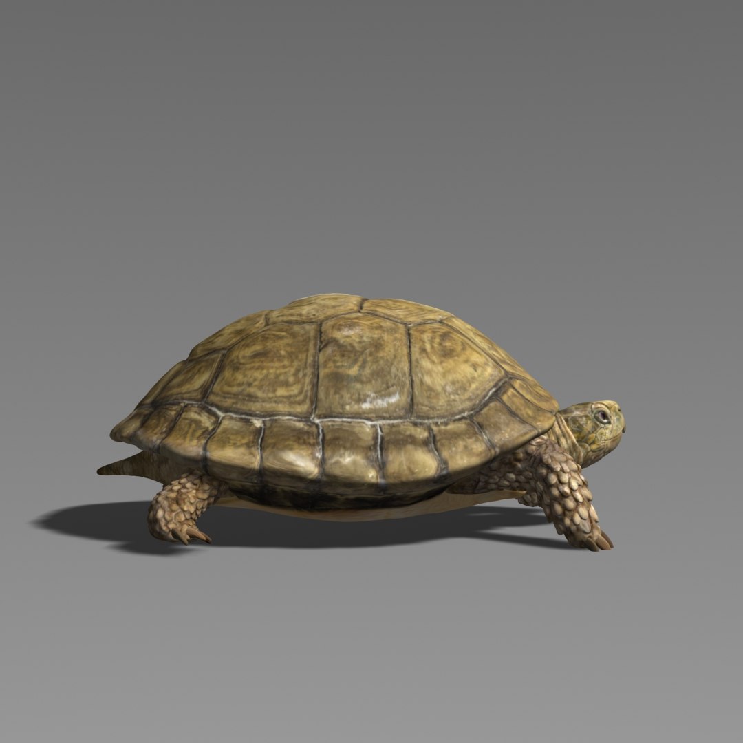 3D Model Turtle Realistic - TurboSquid 1379744