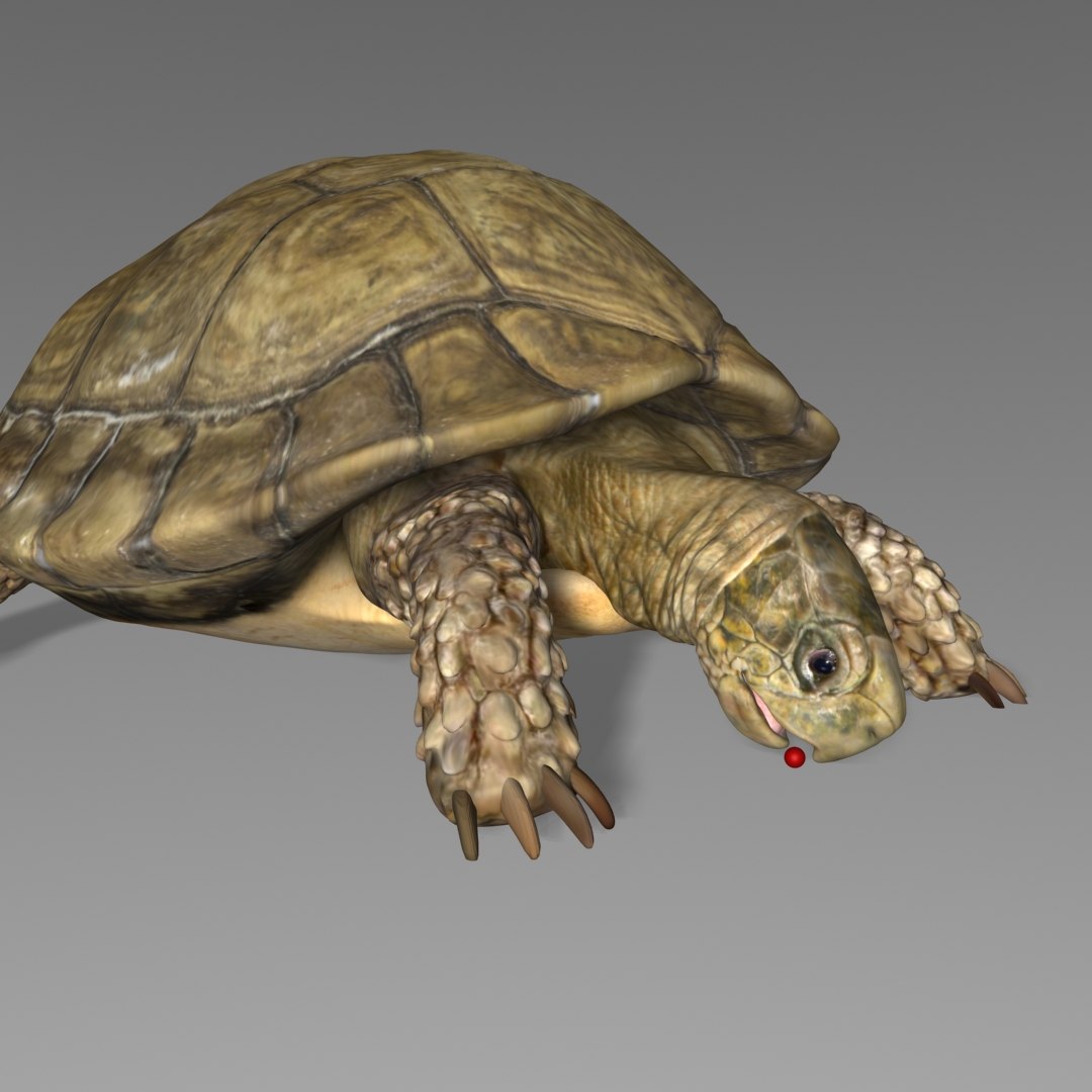 3D Model Turtle Realistic - TurboSquid 1379744