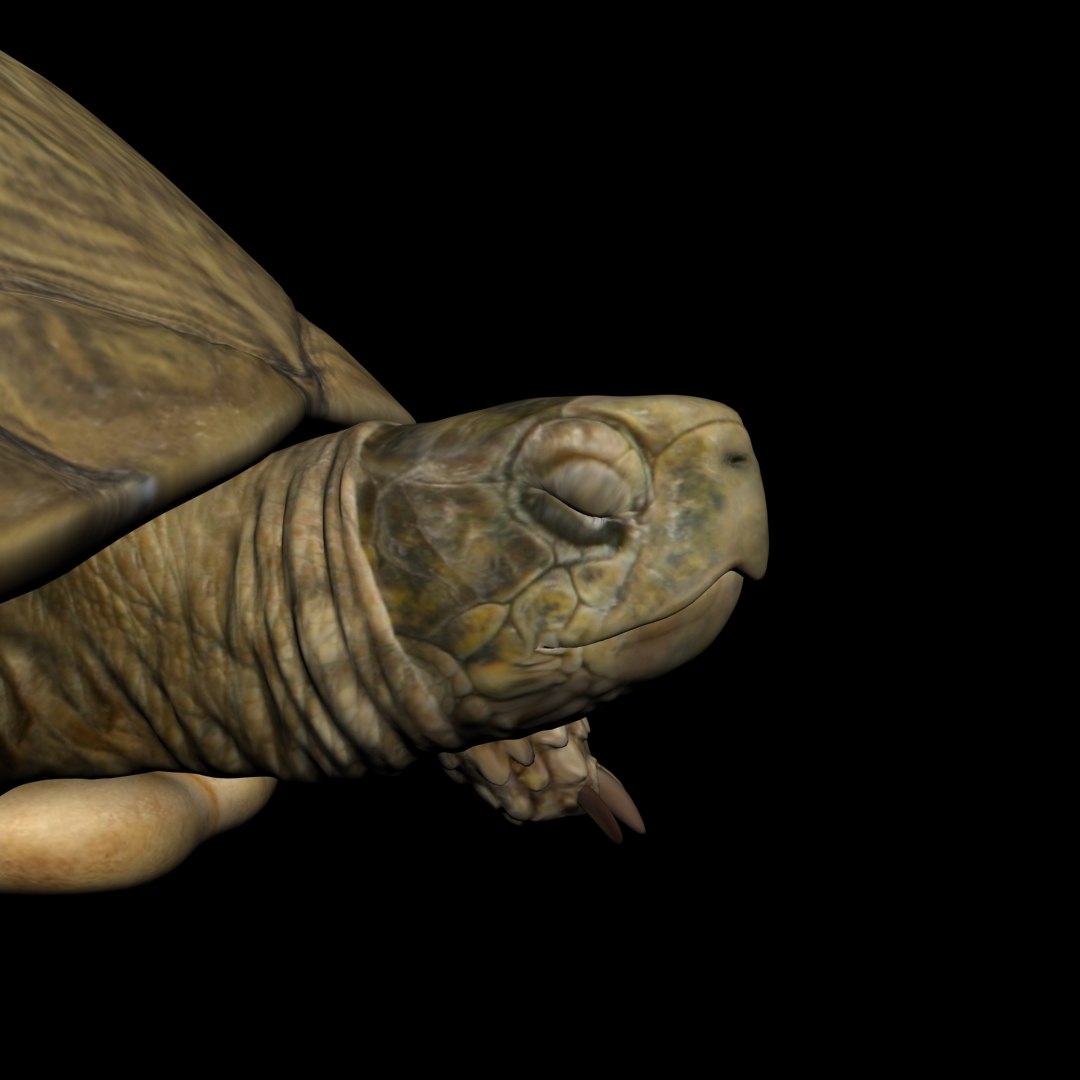 3D Model Turtle Realistic - TurboSquid 1379744