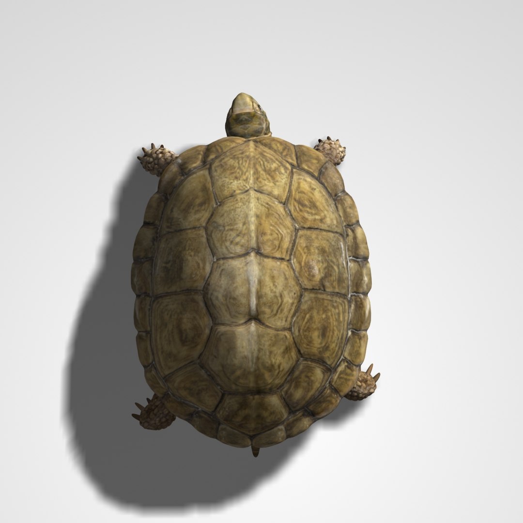 3D Model Turtle Realistic - TurboSquid 1379744