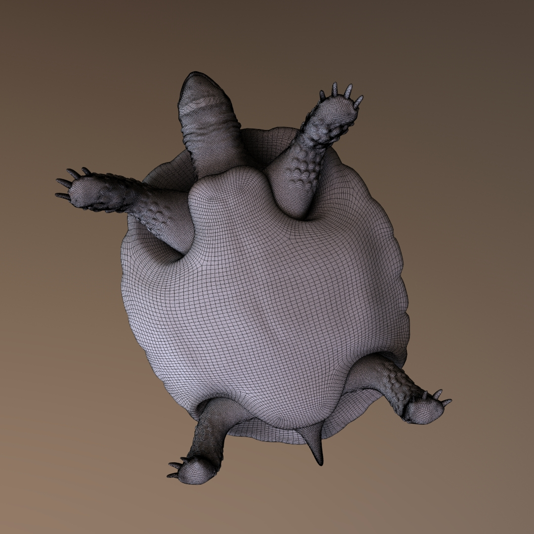 3D model turtle realistic - TurboSquid 1379744
