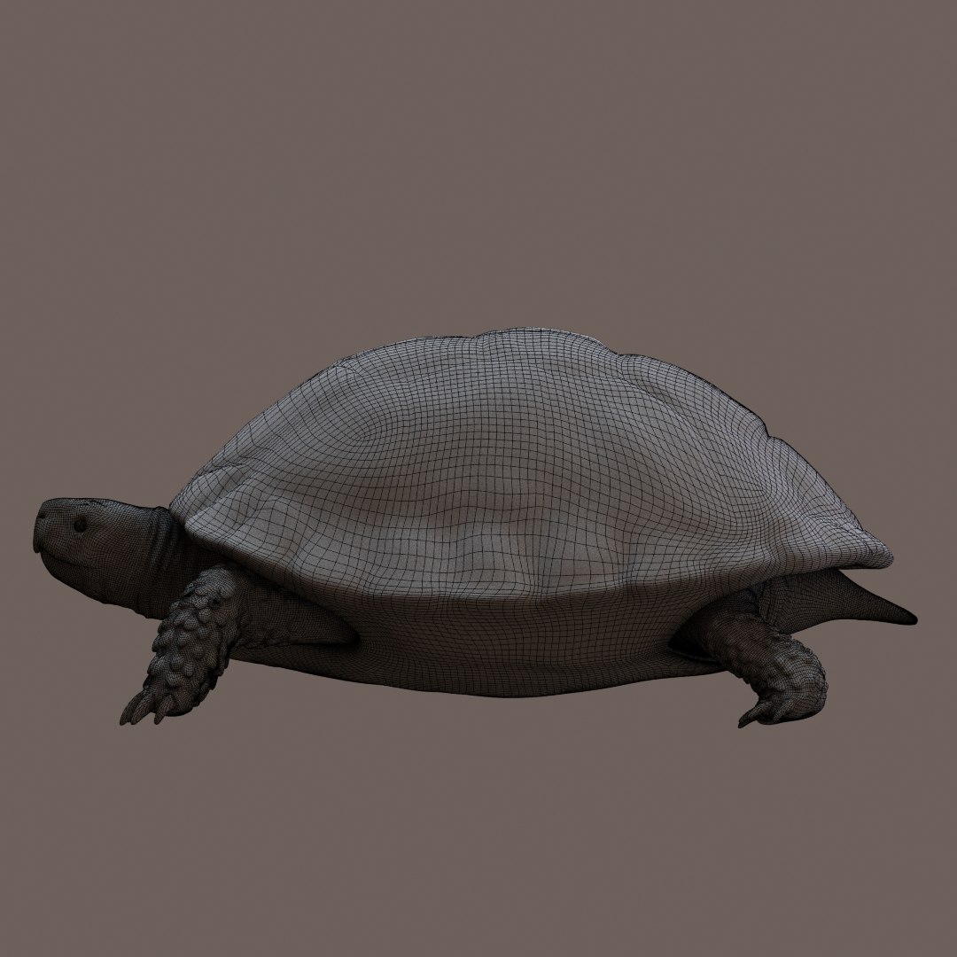 3D model turtle realistic - TurboSquid 1379744
