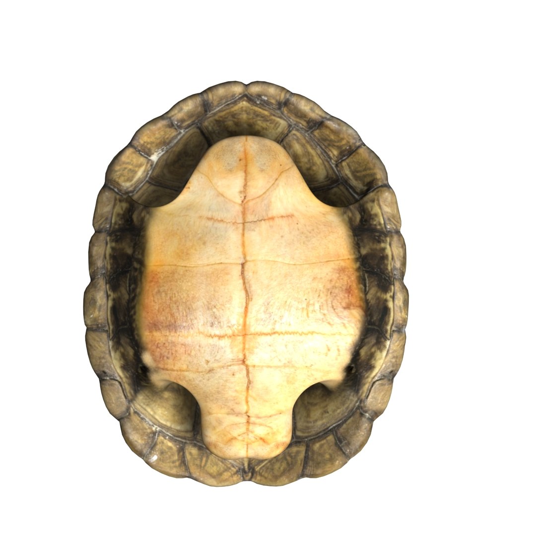 3D Model Turtle Realistic - TurboSquid 1379744