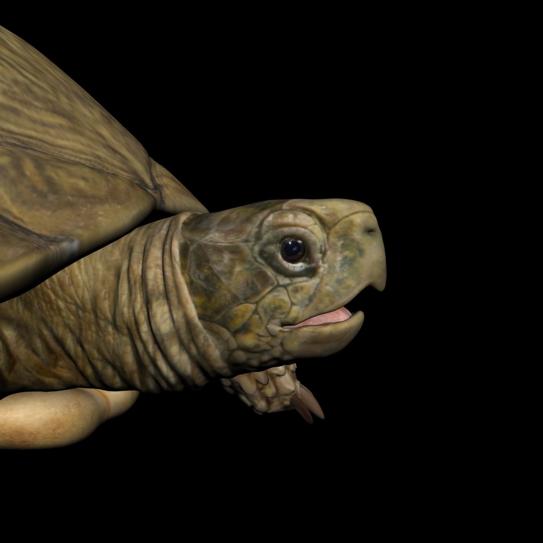 3D Model Turtle Realistic - TurboSquid 1379744