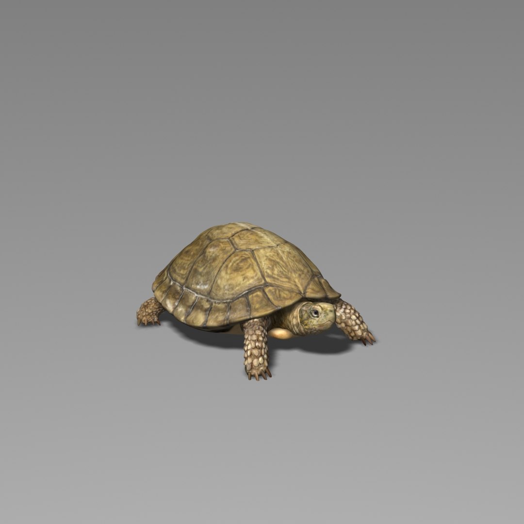 3D Model Turtle Realistic - TurboSquid 1379744
